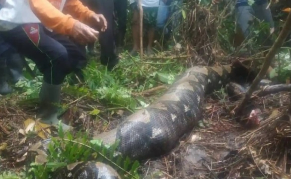 Pitón gigante devora a mujer y la sacan de su estómago