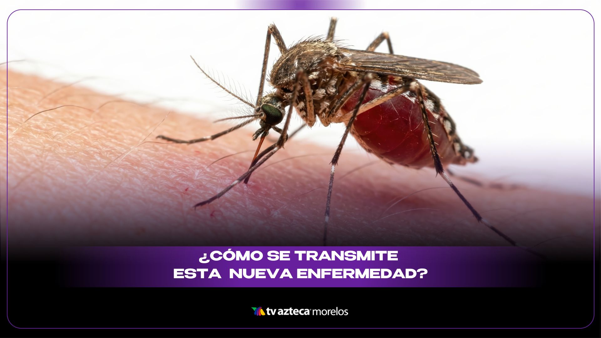 Leishmaniasis: qué es, cómo se transmite y cuáles son sus síntomas