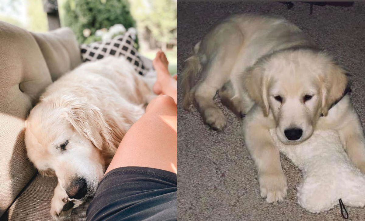 Viral: La emotiva historia de Max, el perro que quedó inmortalizado en ...