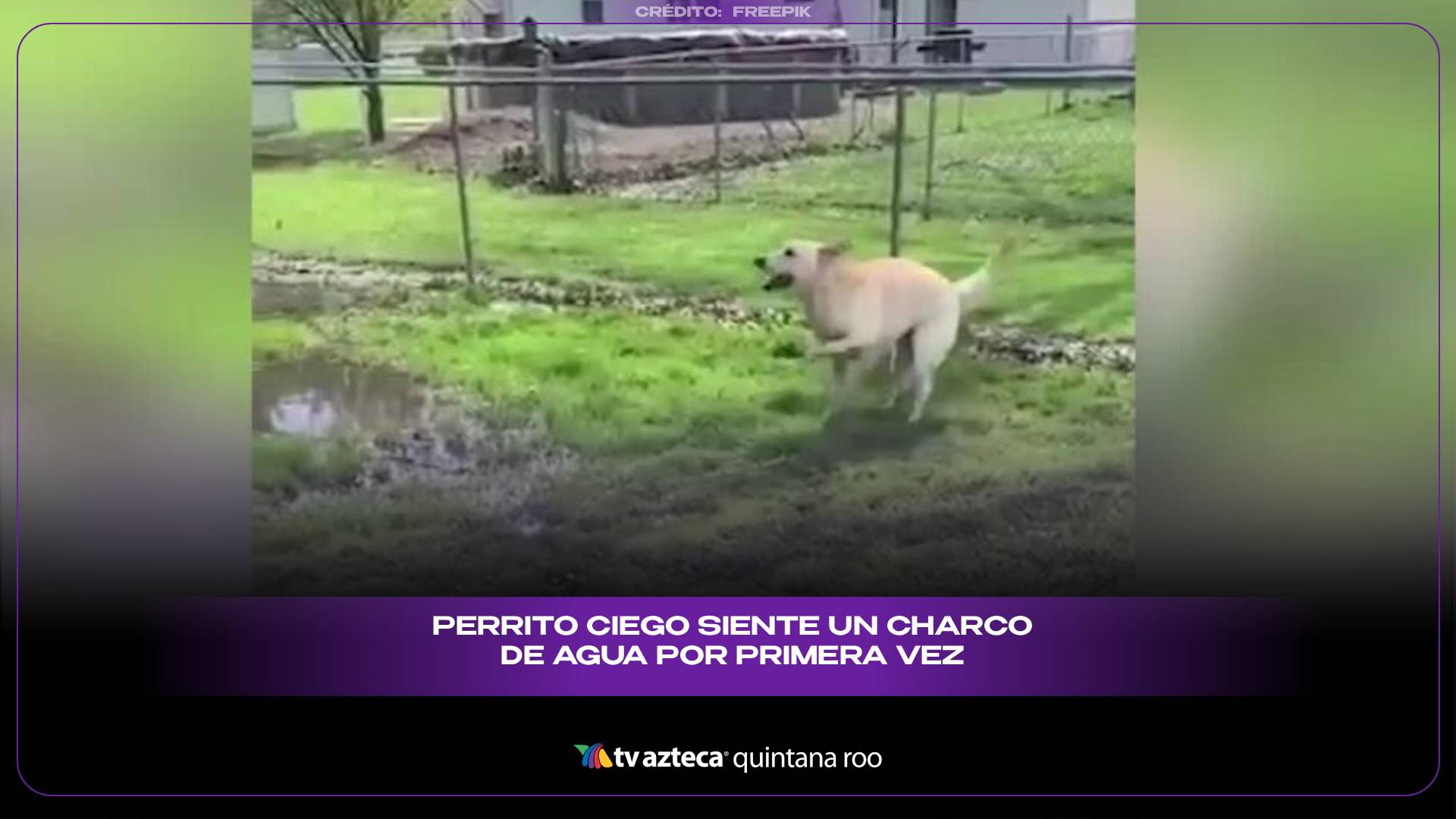 VIDEO: Tierno momento en que un perrito ciego siente el agua con sus ...