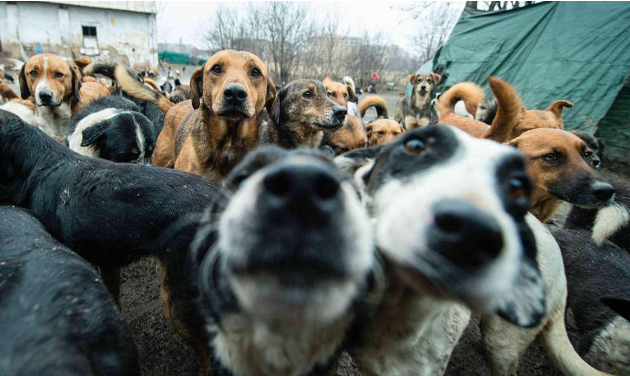 Perros sin raza: mascotas que merecen un hogar y cuidados