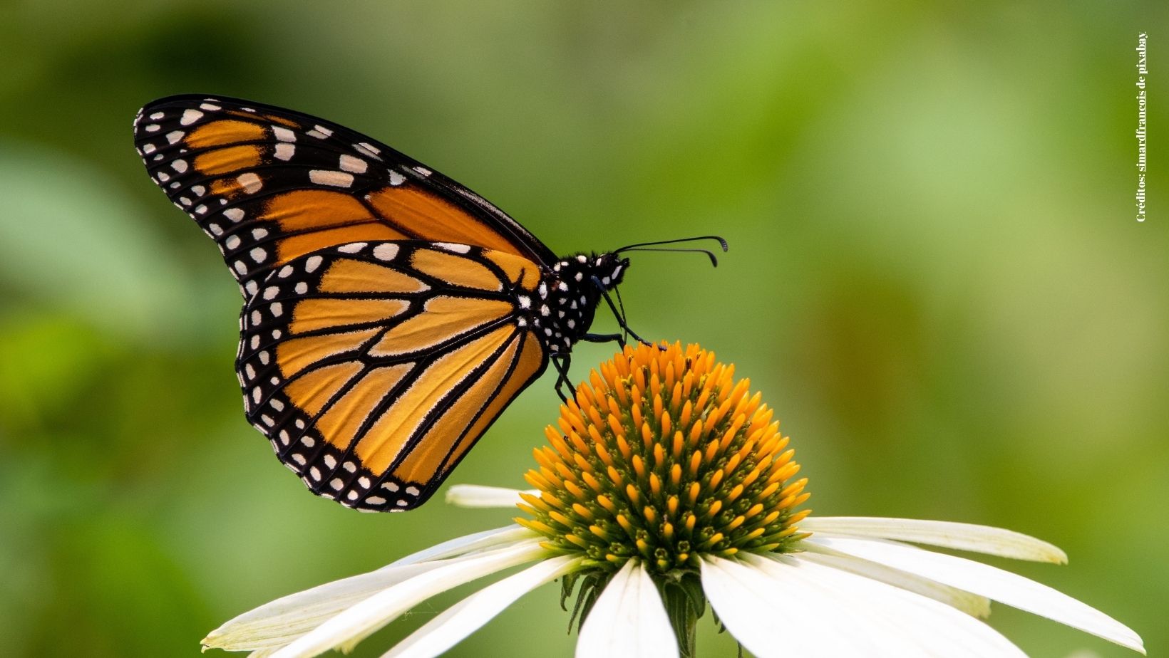 Feng Shui: ¿Cuál es el significado de las mariposas?