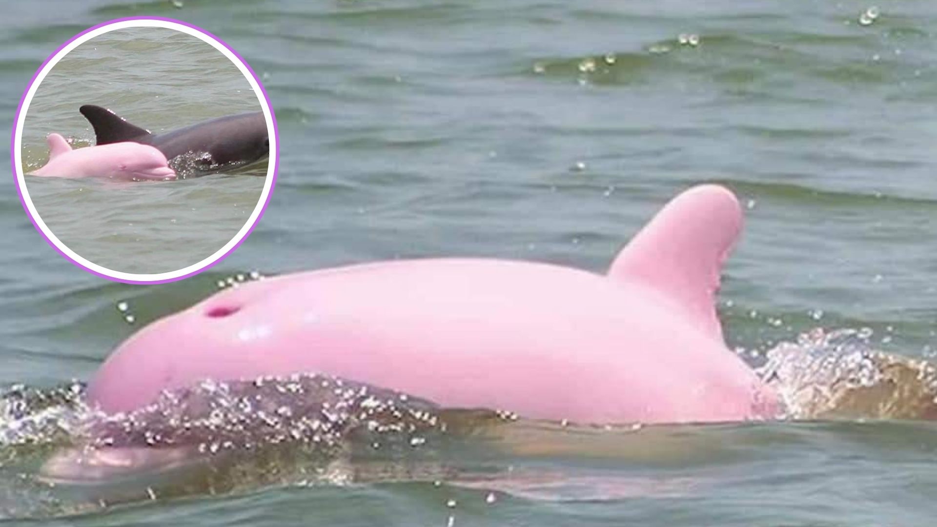 ¿Delfín rosa en Mazatlán es verdadero o falso? Lo que sabemos de las ...