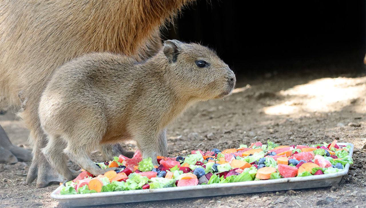 Horarios y precios para visitar el capibara bebé de Bioparque Estrella ...