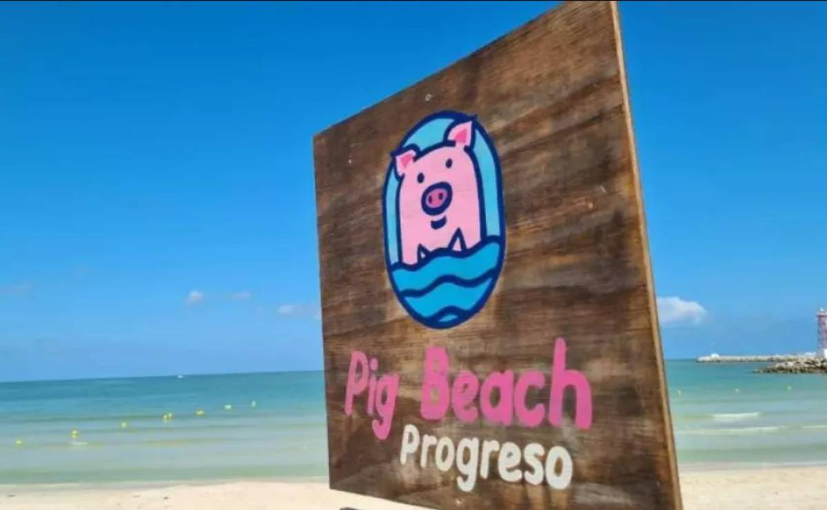 Pig Beach: ¿Qué pasó con los cerditos de la playa en Progreso, Yucatán?