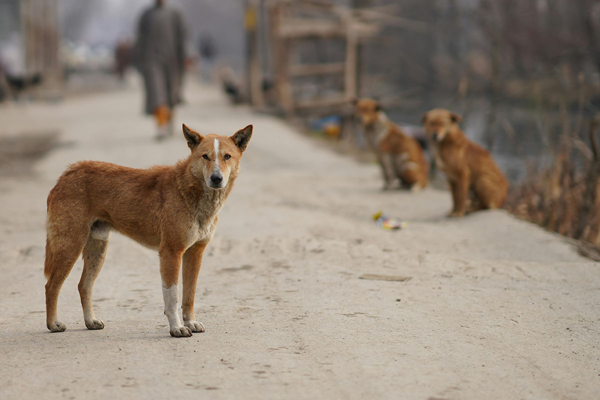 Así puedes ayudar a los animales sin hogar si no puedes adoptar