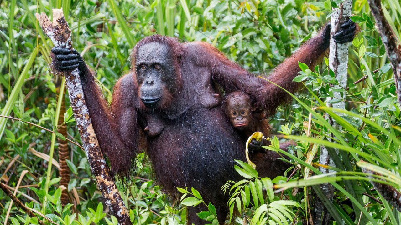 Altas temperaturas ponen en riesgo a animales; han muerto decenas de ...