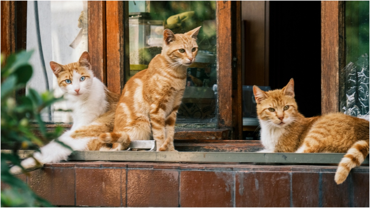 ¿Por qué los gatos domésticos amenazan a 350 especies de animales?