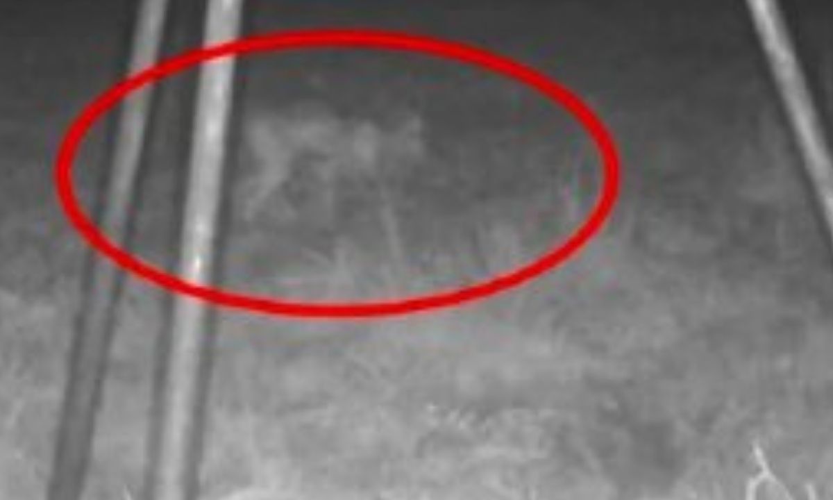 ¿Qué es el Skinwalker, extraña criatura que aterroriza la zona rural de ...