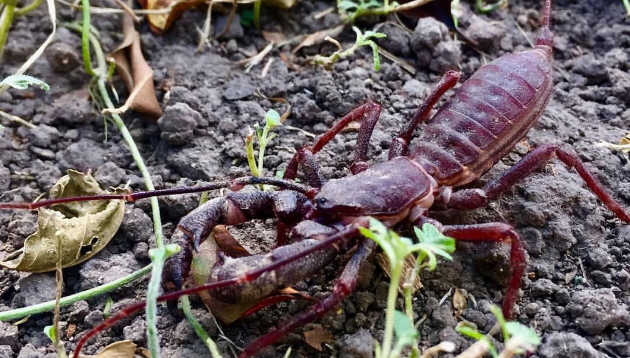 ¿Qué son los vinagrillos y qué tan peligroso es que te piquen?