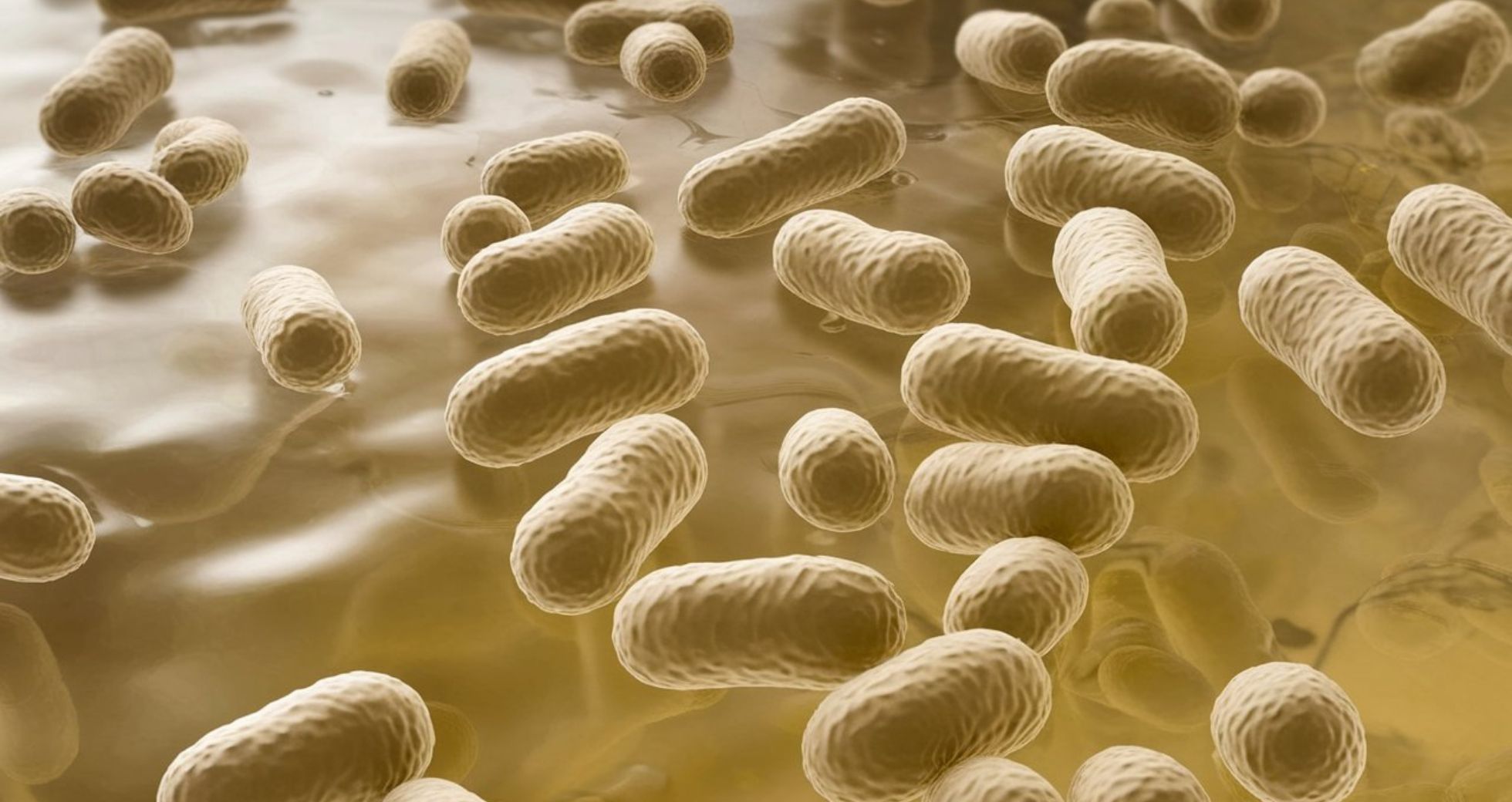 ¿Dónde se encuentra la peligrosa bacteria Klebsiella Oxytoca y cómo ...