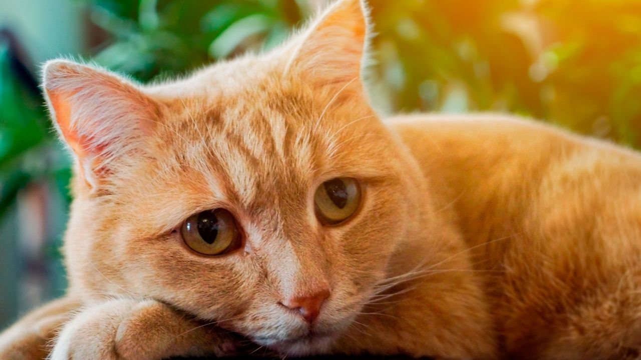 Síntomas de un gato enfermo: cómo saber si debes llevarlo al veterinario