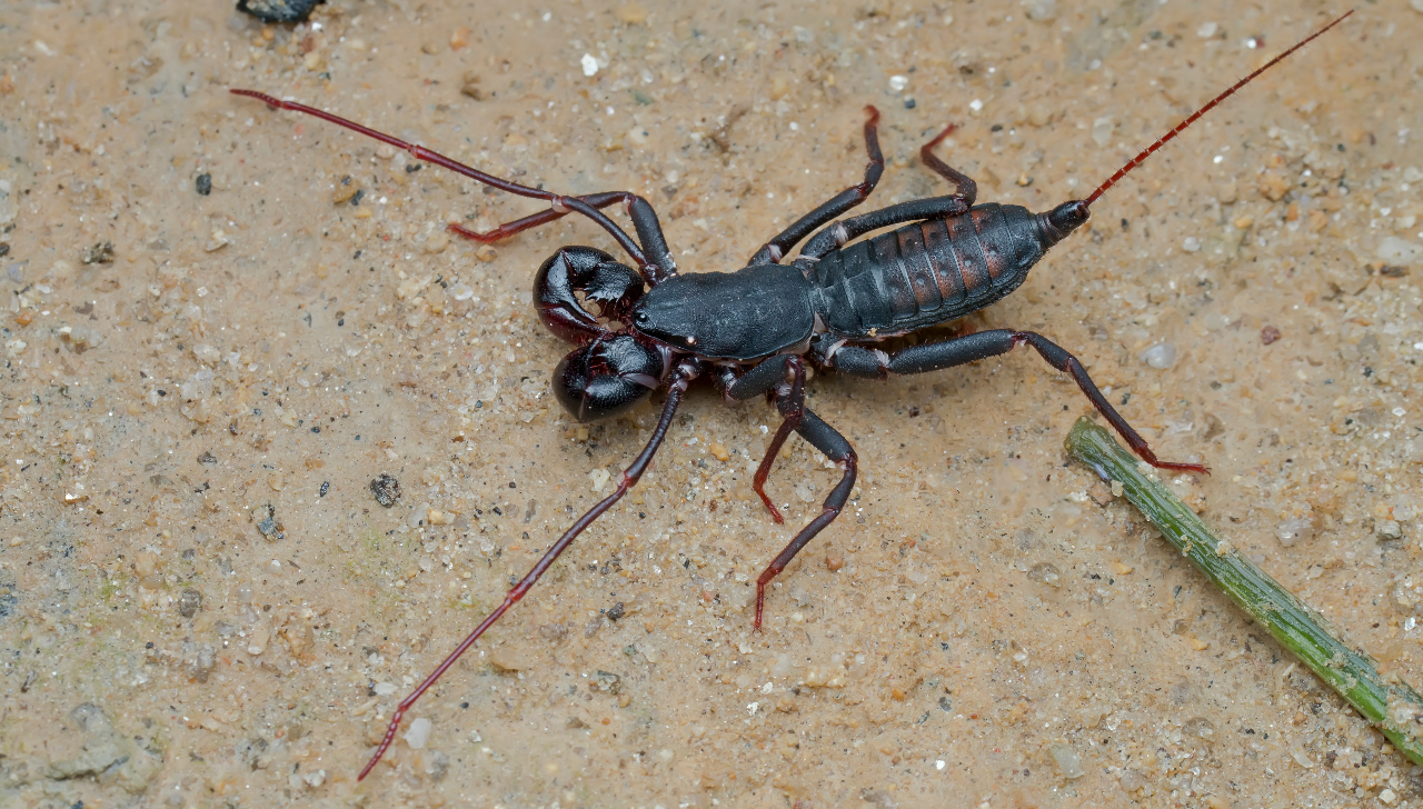 Cuándo inicia la temporada de vinagrillos 2025 en México y dónde ...