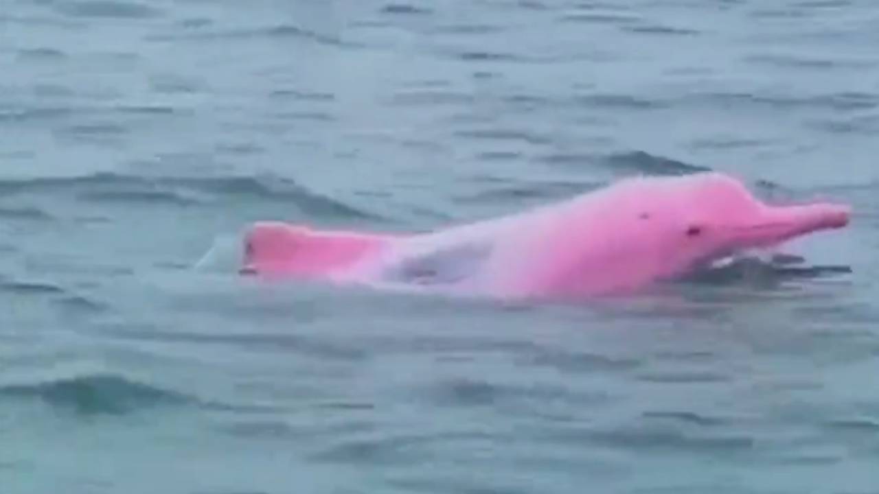 Un pescador se encontró en altamar con un delfín rosa
