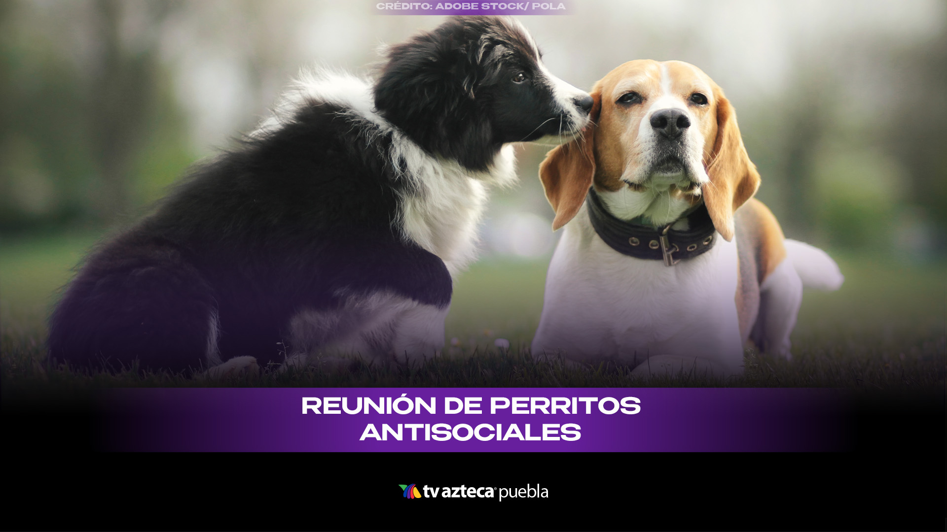 ¿Qué pasó en la famosa reunión de perritos antisociales?