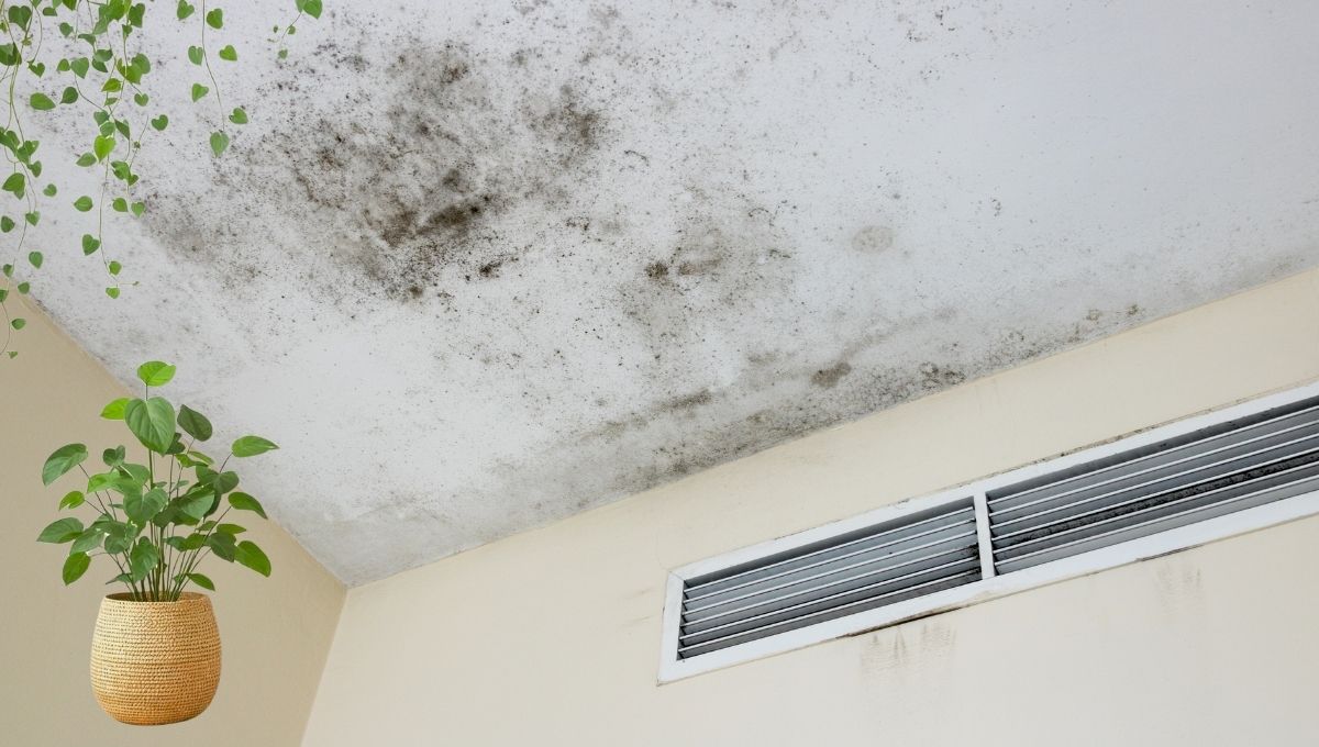 El moho del baño puede perjudicar la salud por lo que una planta podría ...