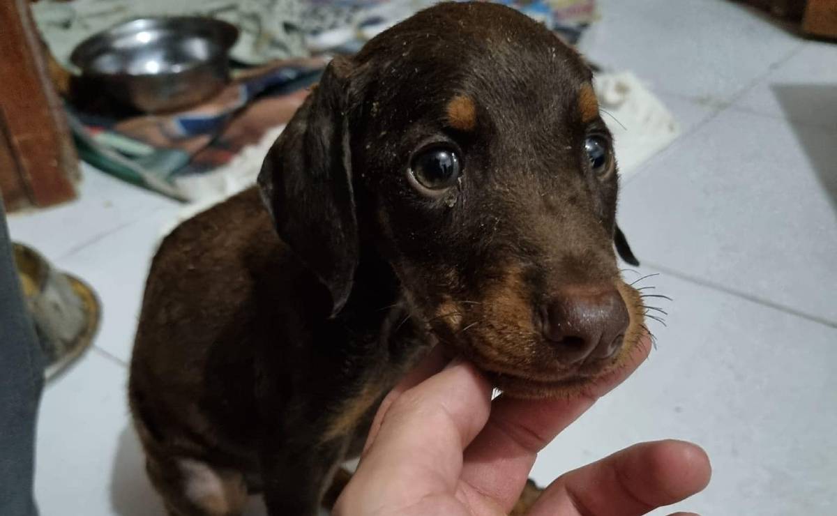 Parvovirus canino en Yucatán: ¿Cuáles son sus ocho síntomas, qué hacer si aparecen en tu perrito ...