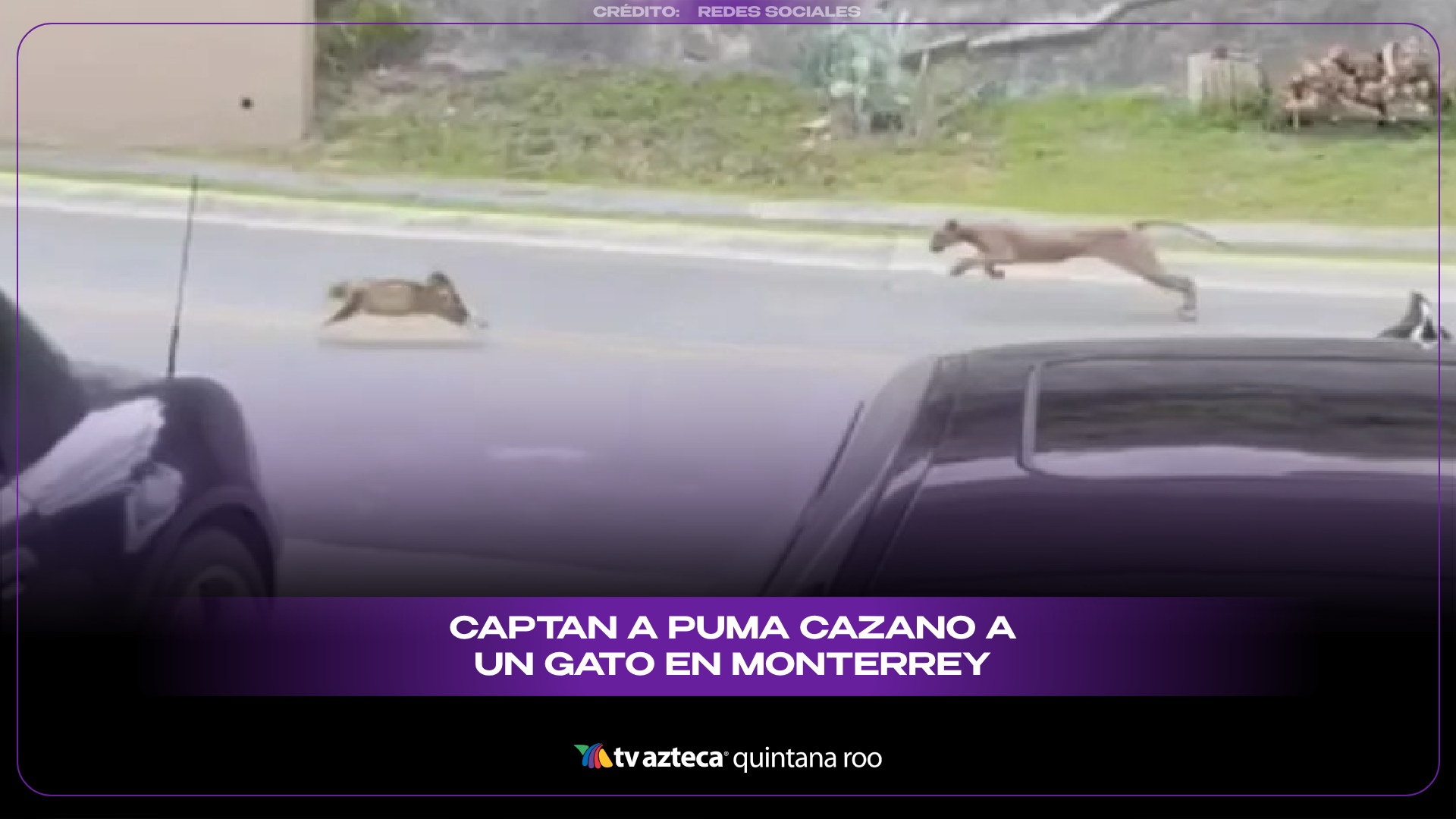 VIDEO VIRAL: Un puma suelto en Monterrey acecha a un michi en plena ...