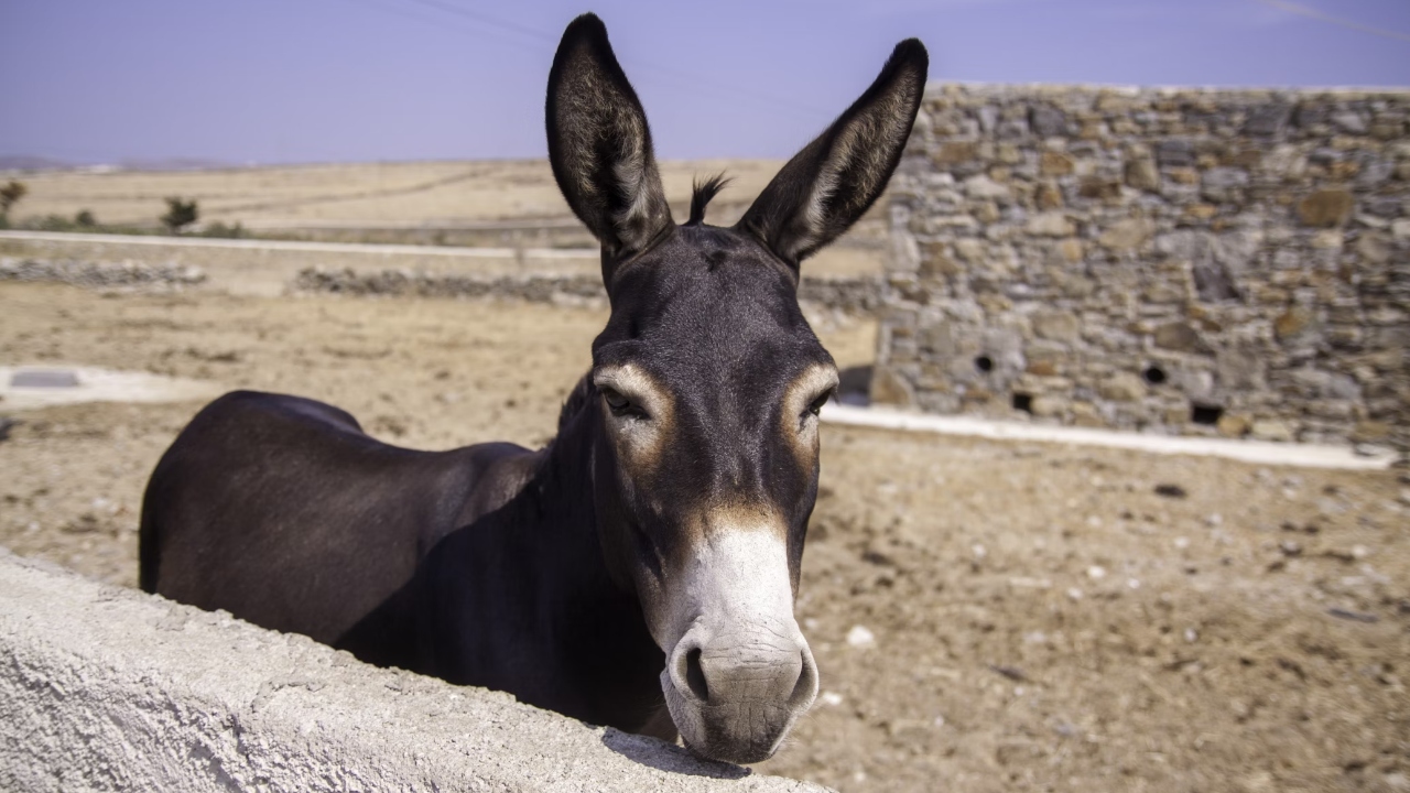 Corpus Christi: ¿Cuándo se celebra el Día de las Mulas en México este 2024?