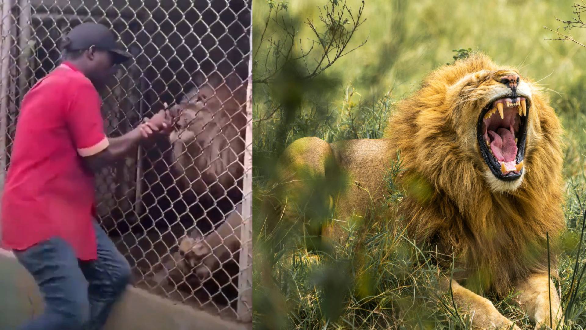 León ataca a su cuidador y le muerde la mano en un zoológico de Jamaica