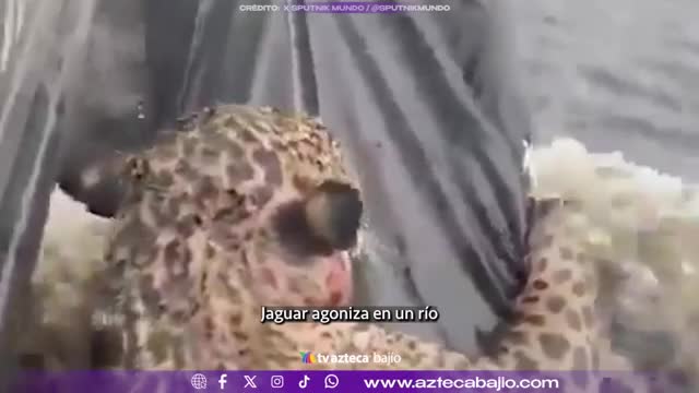 Rescatan a jaguar agonizando en un río tras ser atacado a tiros y ...