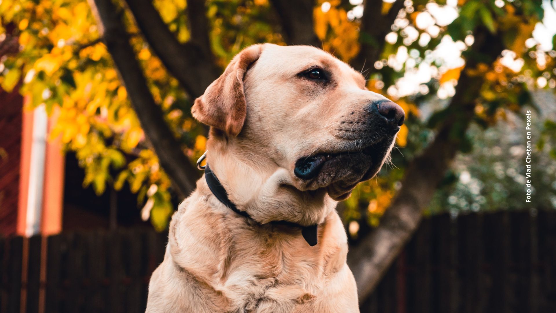 Son Leales Los Labrador Retrievers