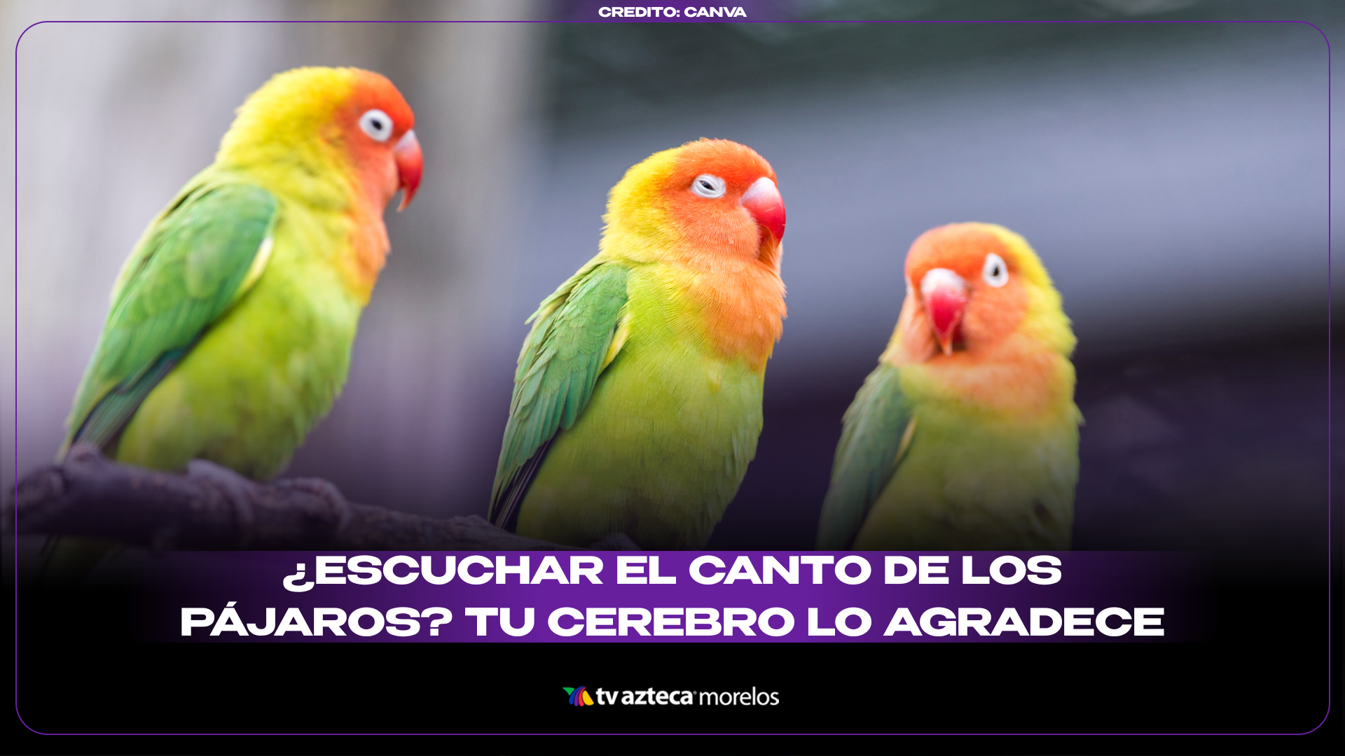 ¿Sabías qué escuchar el canto de los pájaros puede ayudar a tu salud ...
