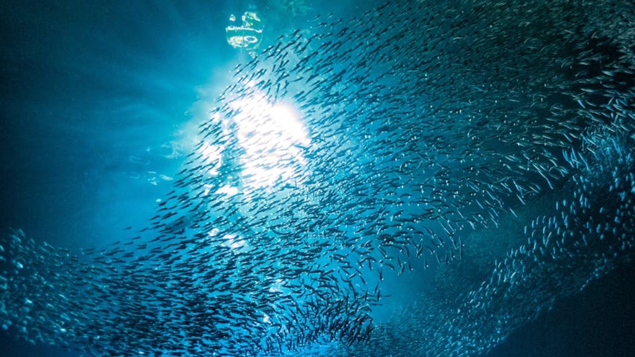 VIDEO: Captan por primera vez a un calamar colosal vivo en el océano