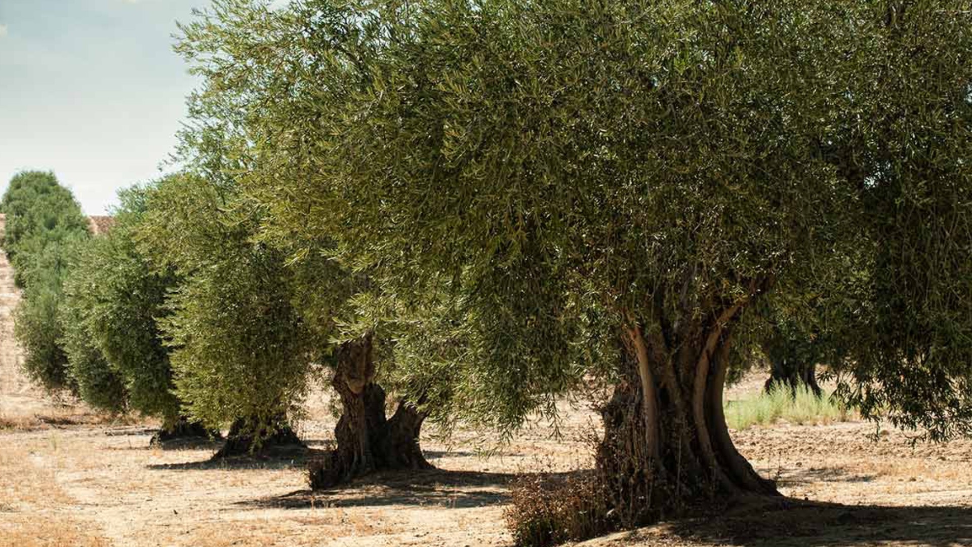 Día Mundial del Olivo 2025: ¿Por qué se celebra el 26 de noviembre y ...