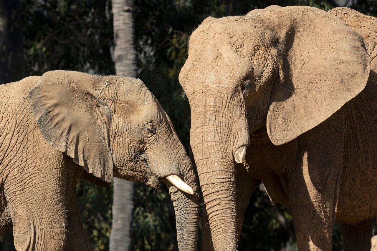 Safari Park abrirá el nuevo Elephant Valley en marzo de 2026