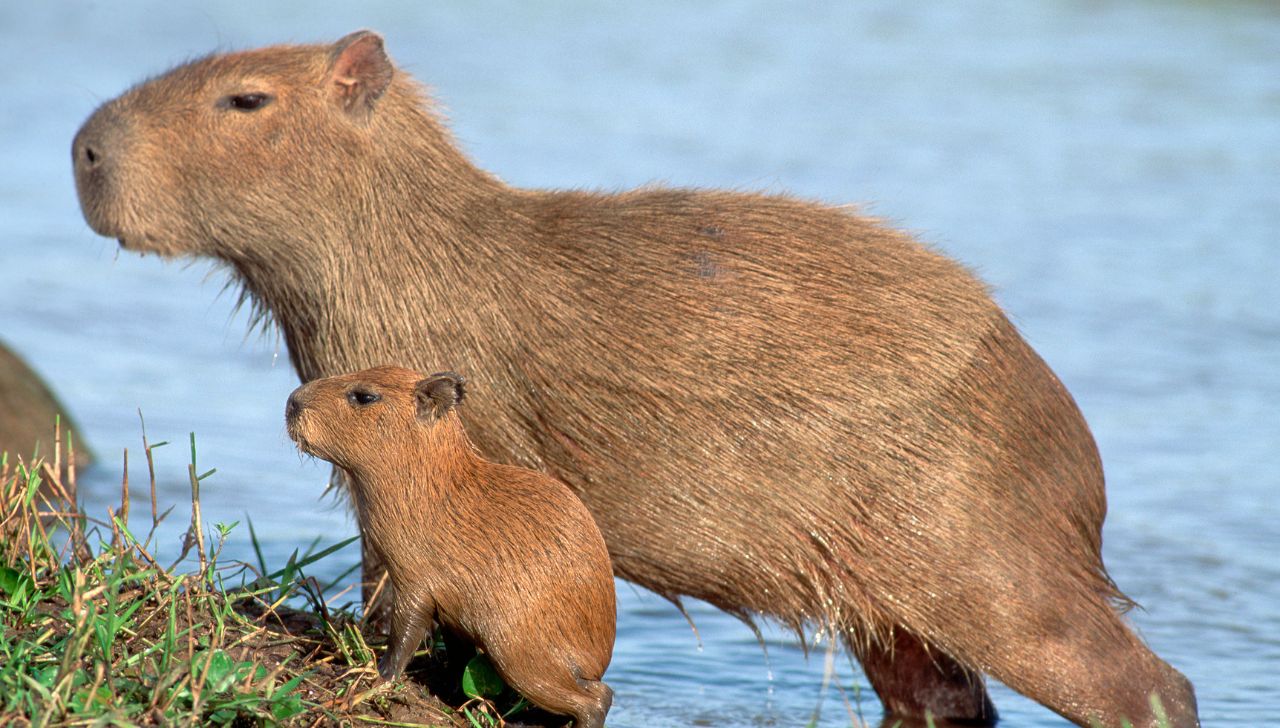 ¿Por qué los Capibara se hicieron populares en internet?