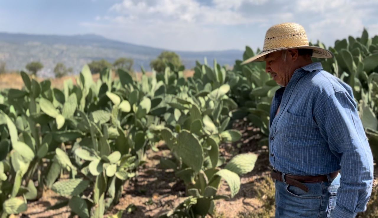 Nopal está en riesgo de muerte por calor y sequía