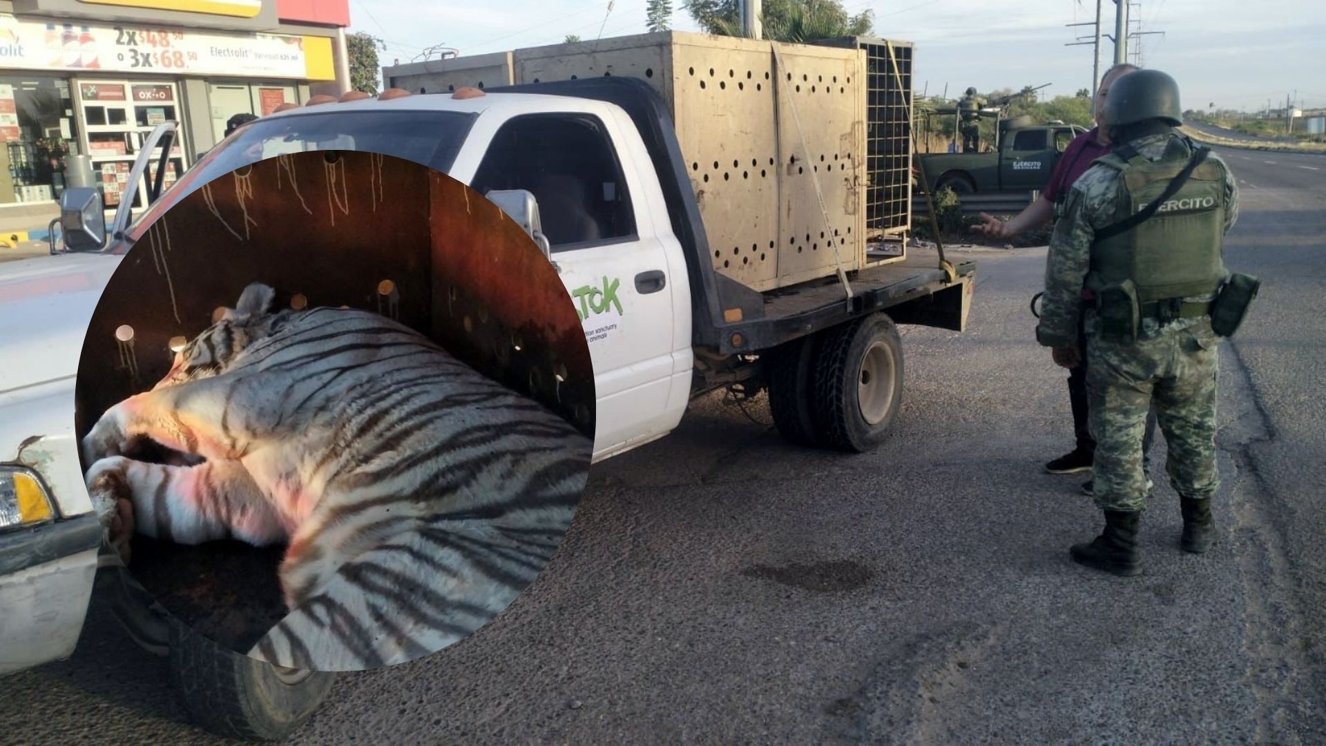 Rescatan a dos tigres blancos de bengala durante operativo en Barrancos ...