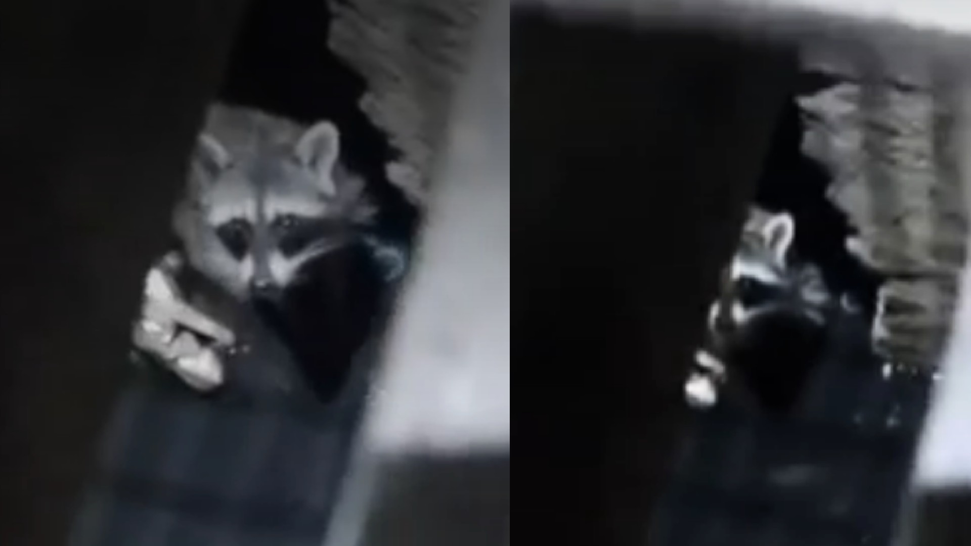 Mapache se atora en alcantarilla de la colonia Lomas de Echeveste, León ...