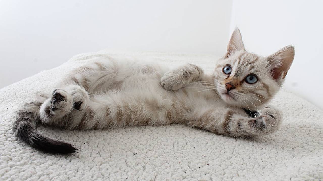 ¿Qué marca de alimento podría enfermar al gato si la consume en Estados ...