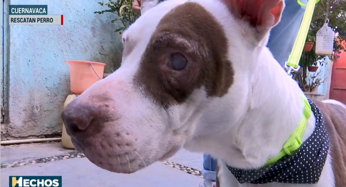 Buscan familia para perrito con ceguera que fue rescatado