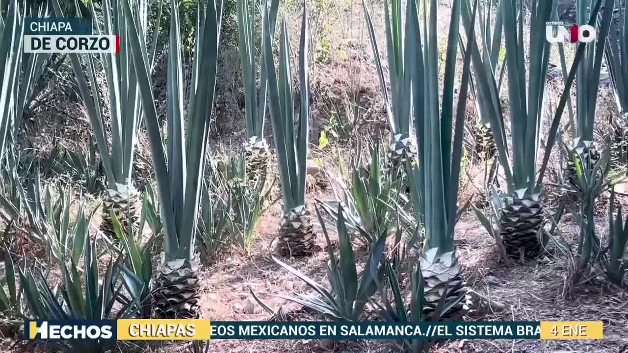 Arte de Chiapas: Producción de Ixtle para Parachicos