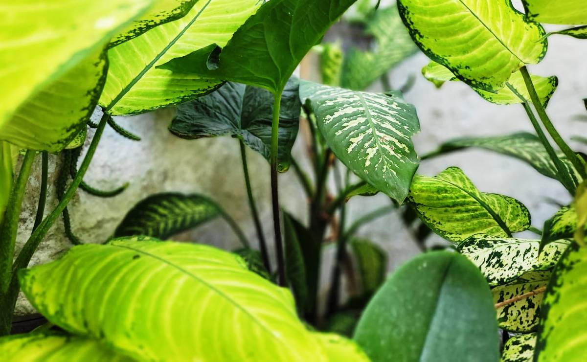 Plantas que absorben el calor ¡Te ayudarán a refrescar la casa!
