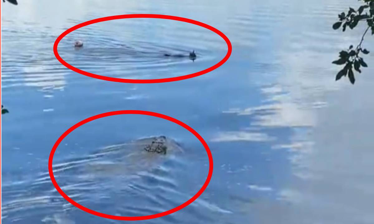 ¿Qué se sabe del brutal ataque de cocodrilo a buzo en laguna de Cancún?