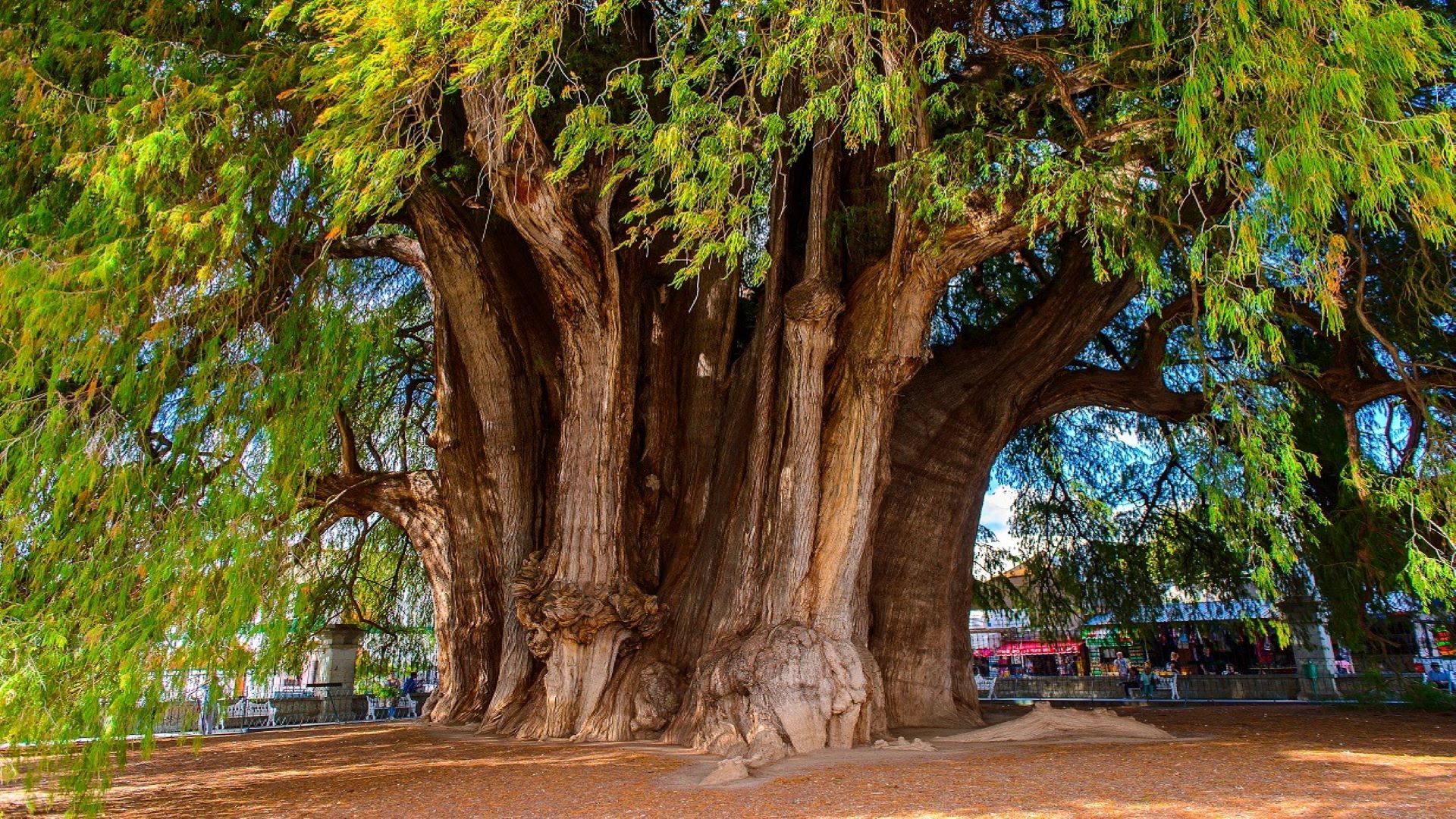 ¿Por qué sembrar un Ahuehuete en la Glorieta de la Palma en Reforma?