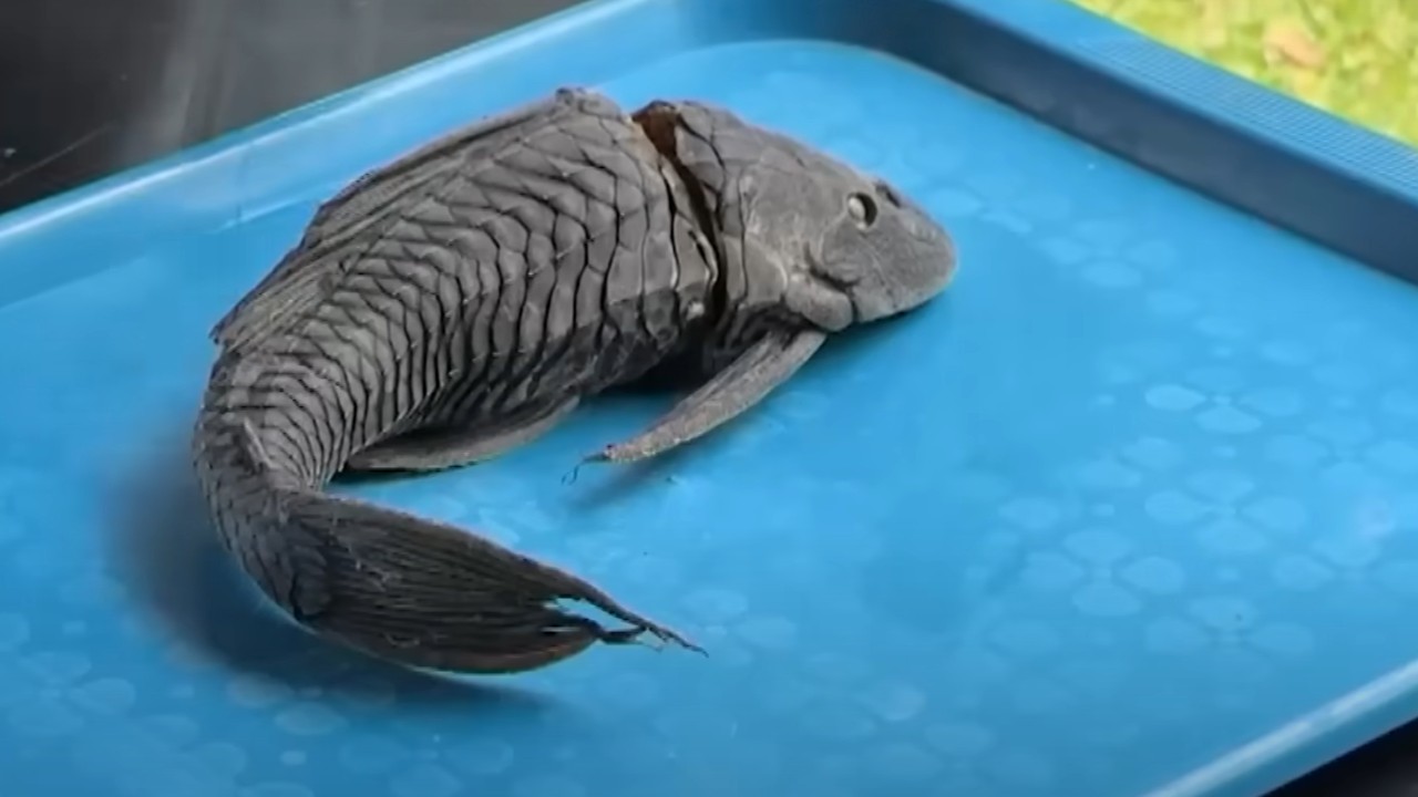 Pez Diablo Bacalar, especie exótica Invasora que pone en peligro el ...