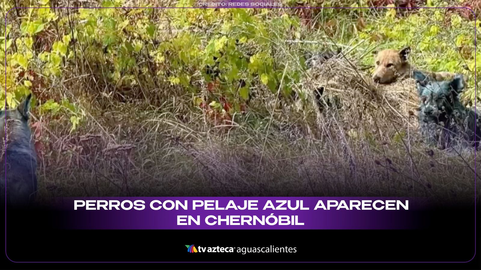 Aparecen perros con pelaje azul cerca de la planta en Chernóbil