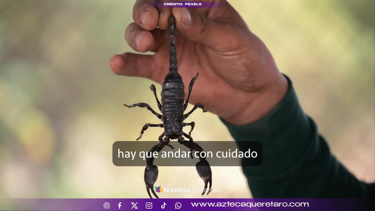 Picaduras de alacrán en Querétaro superan los 1,200 casos en 2025 ...