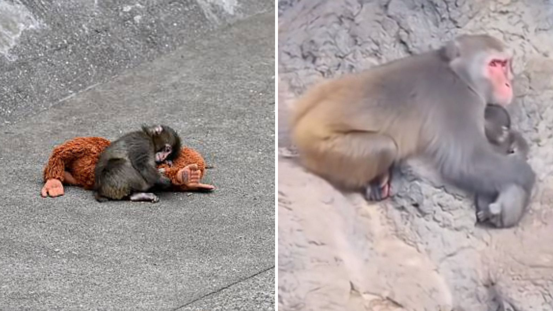 Mono Punch es abrazado por su mamá, video viral