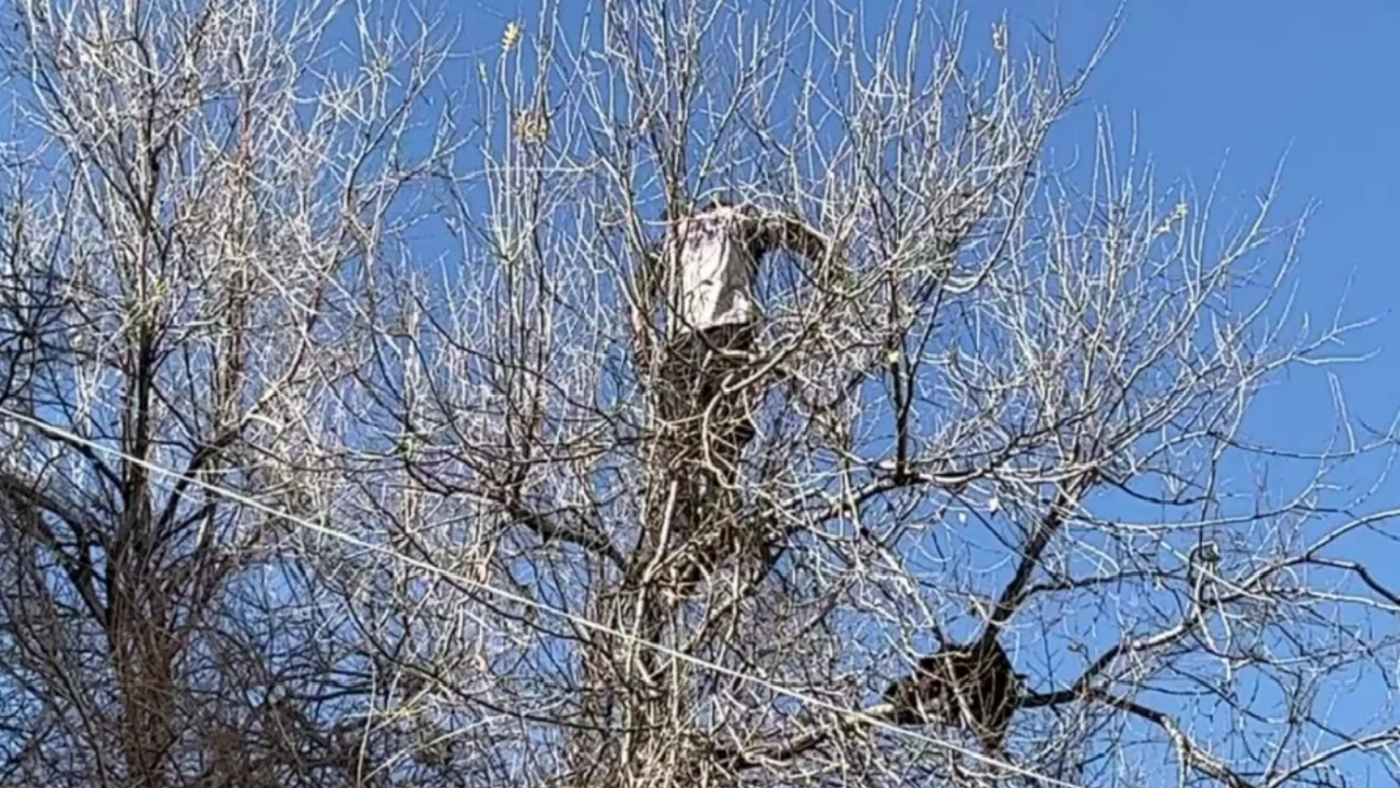 Hombre terminó atorado en un árbol tras lanzarse de un edificio; así ...