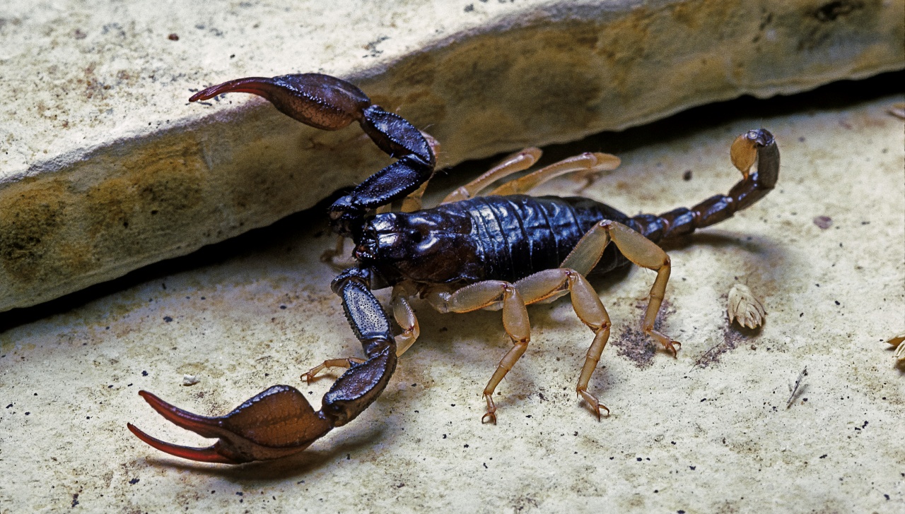 Alacrán vs. escorpión: Diferencias entre los tipos y el más peligroso