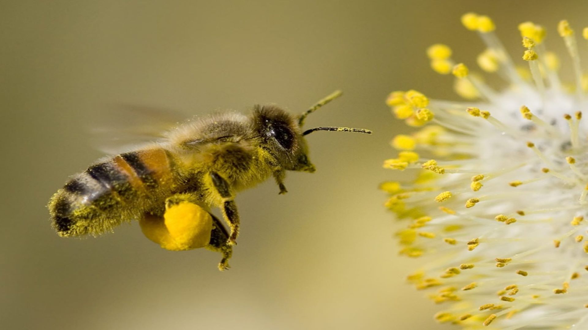 Descubren nueva especie de abeja