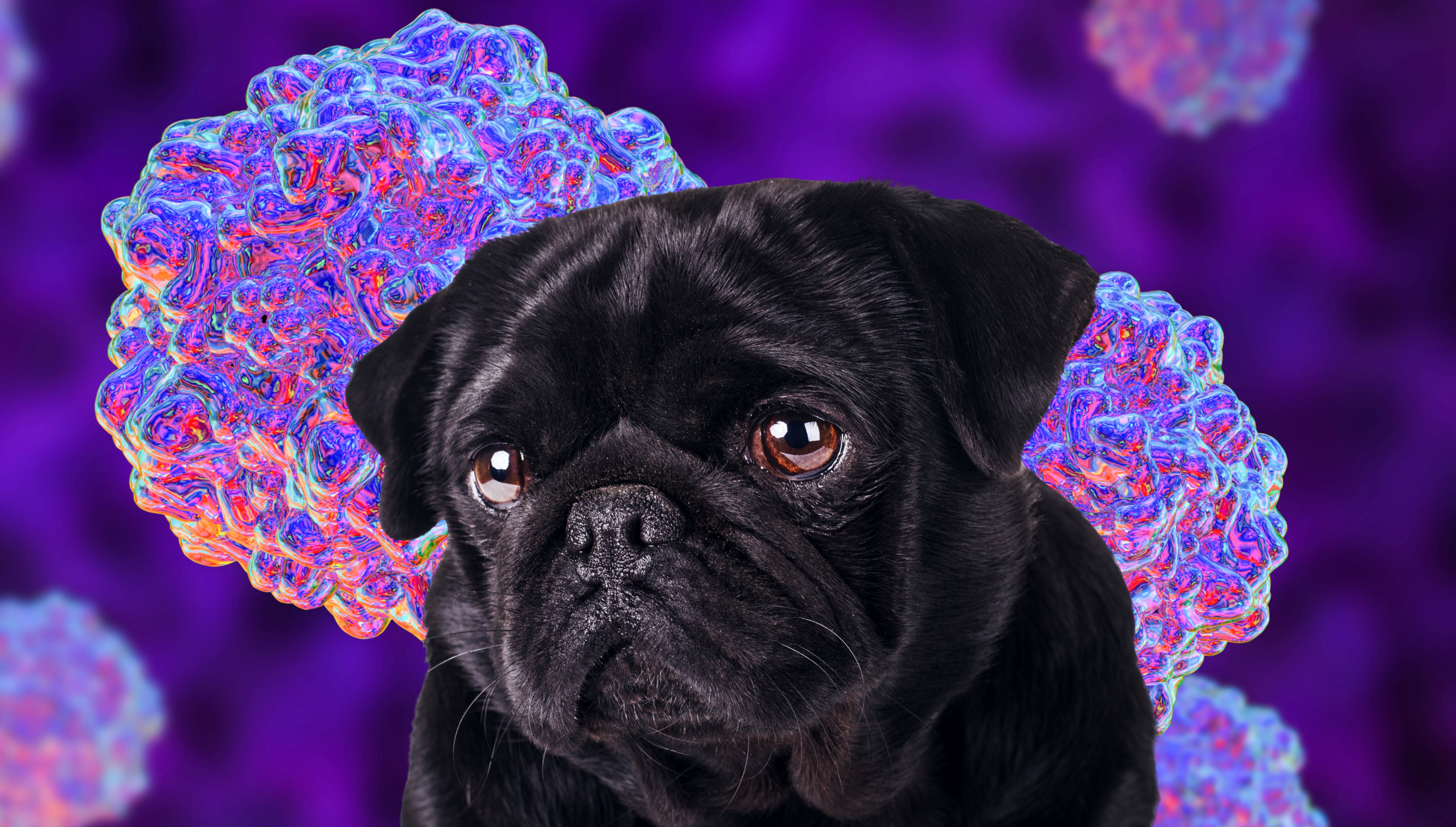 Qué es el parvovirus en perros: síntomas, tratamiento y cómo prevenirlo