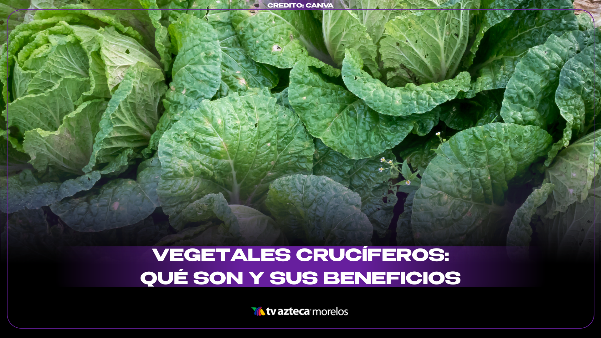 Vegetales crucíferos: qué son y sus beneficios