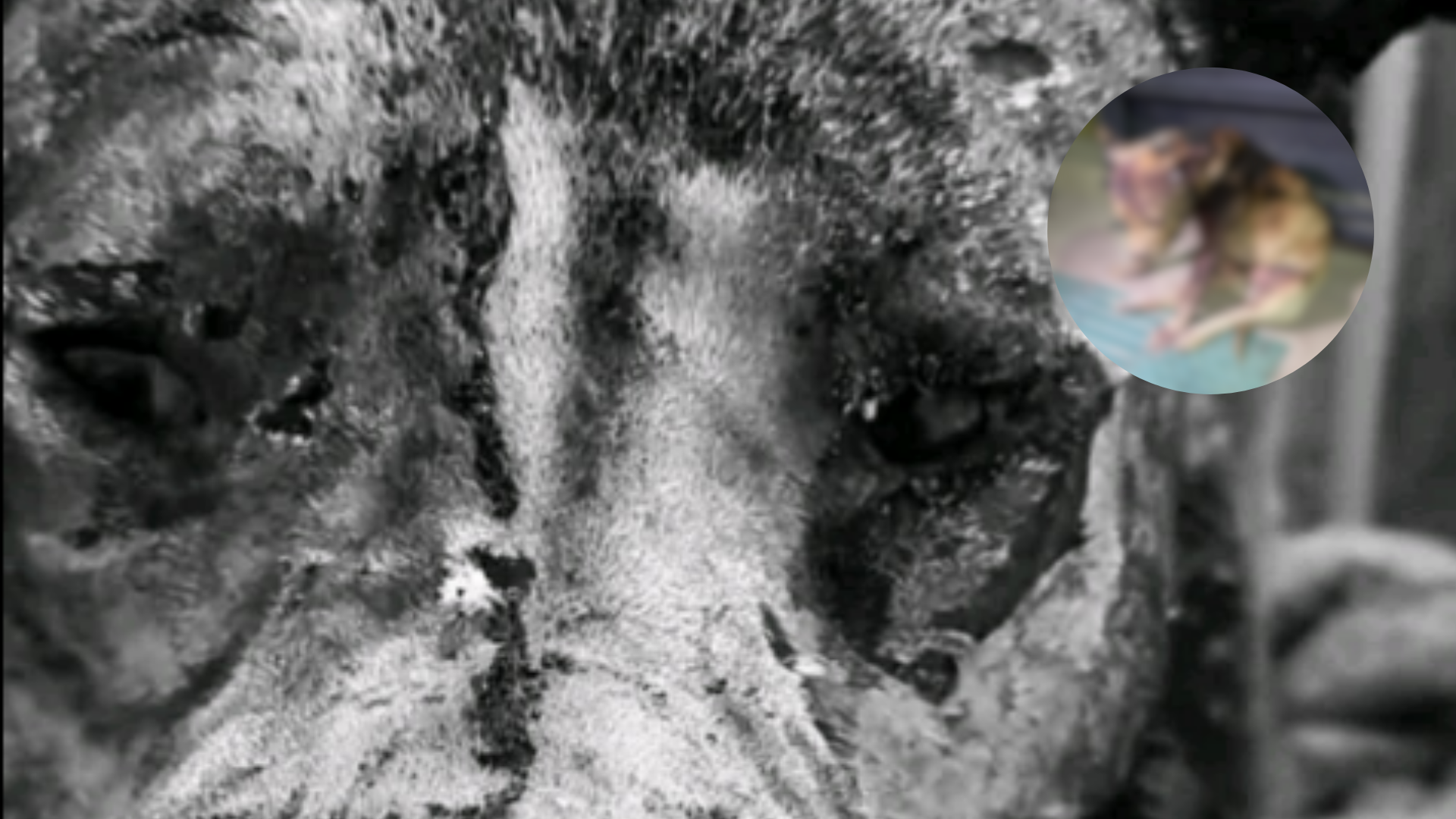 Caso de la perrita Hope en SLP: ¿qué pasó y cuántos años podrían enfrentar los presuntos culpables?